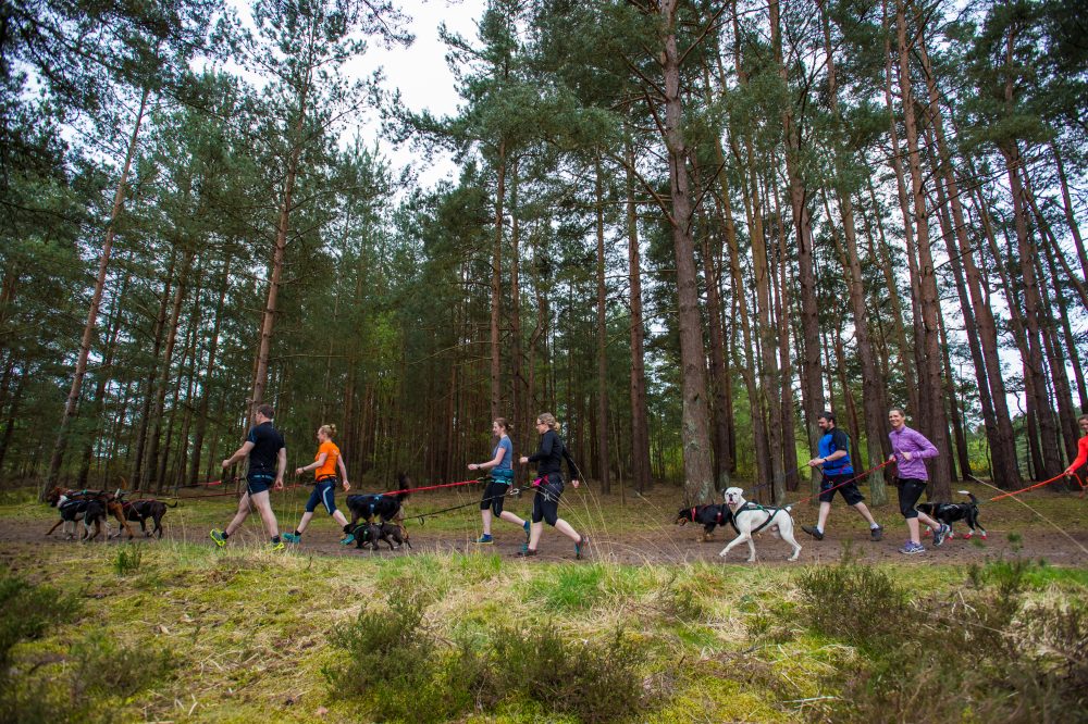 Getting fit with your dog – anyone can do it! - Dogfit Blog