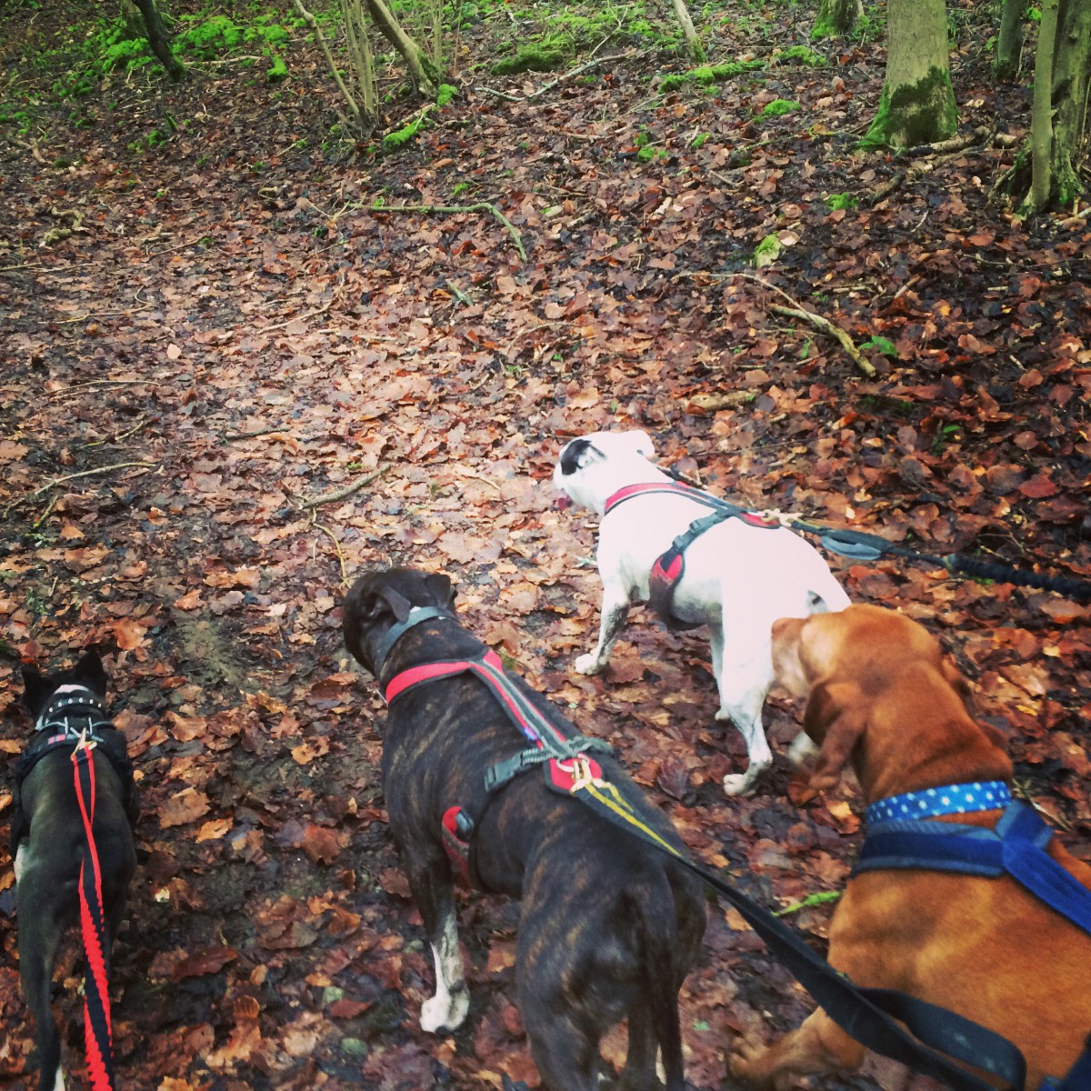 Canicross Commands - Top Tips! - Dogfit Blog