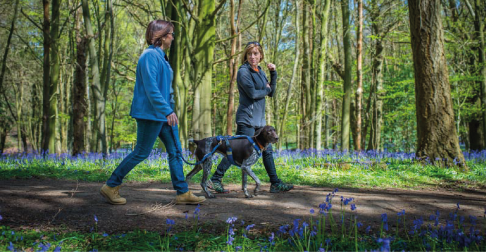 How your dog can help keep you fit - DogFit blog